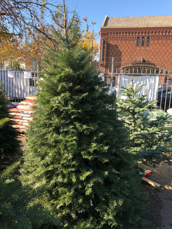 Christmas Trees – The Plant Foundry