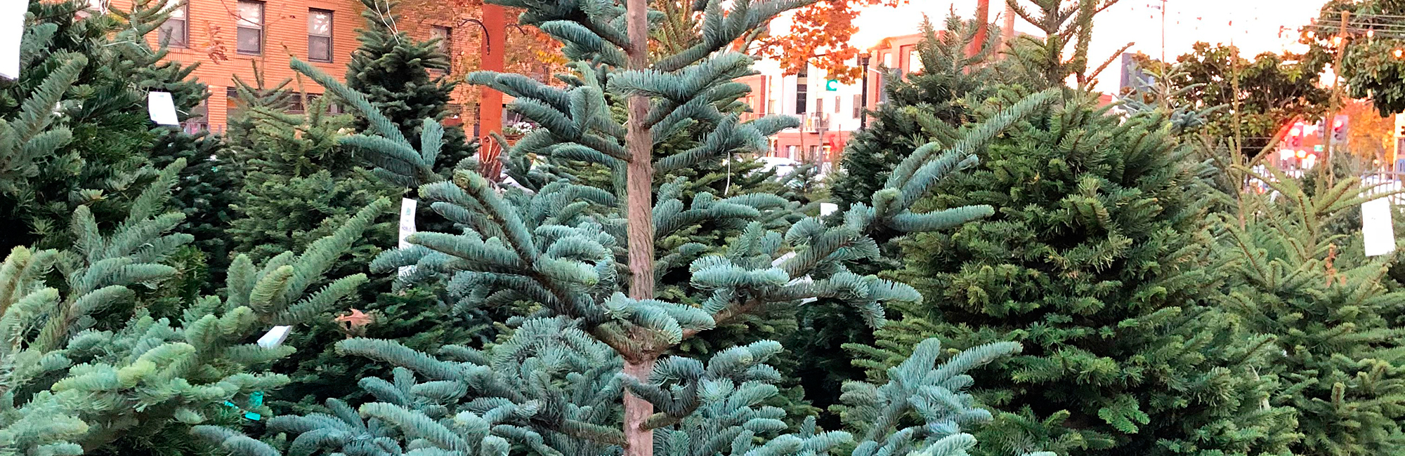 trees – The Plant Foundry