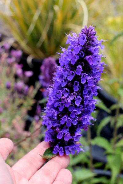 Latest Annie’s Delivery! – The Plant Foundry