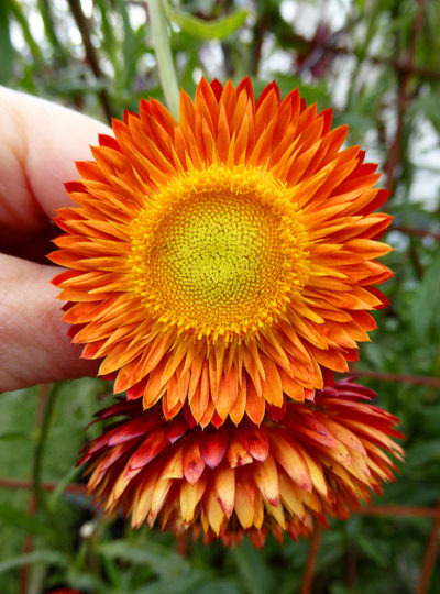 Latest Annie’s Delivery! – The Plant Foundry