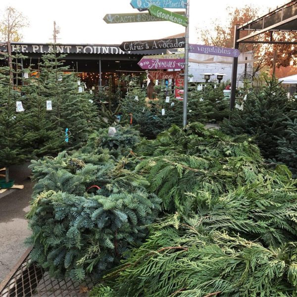 Christmas Trees – The Plant Foundry